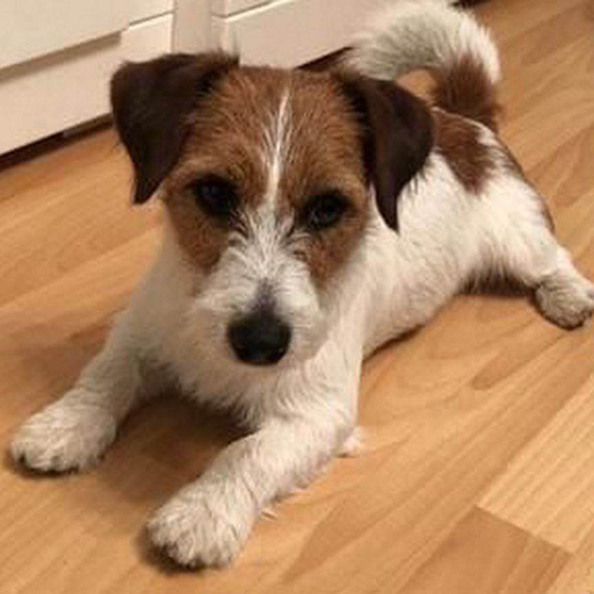 Джек рассел терьер