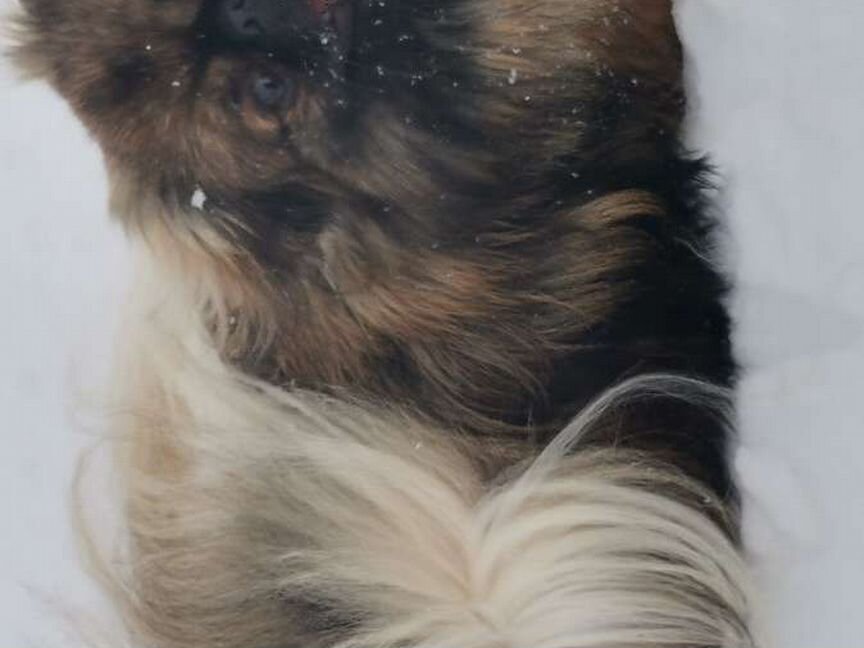 Вязка пекинес