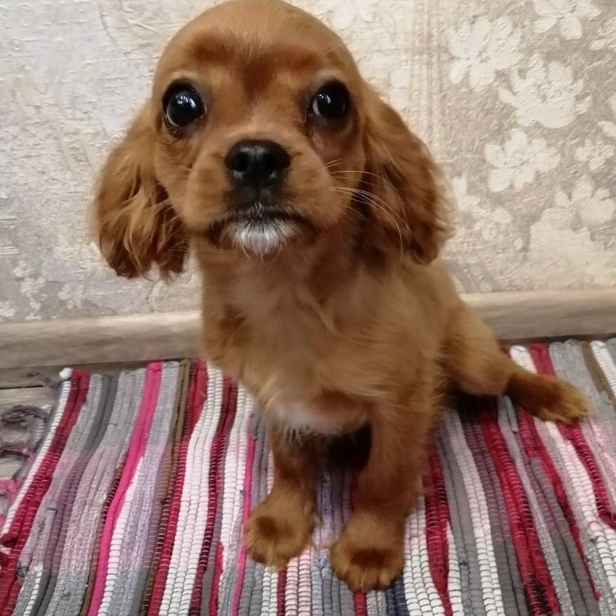 Мальчик ккчс
