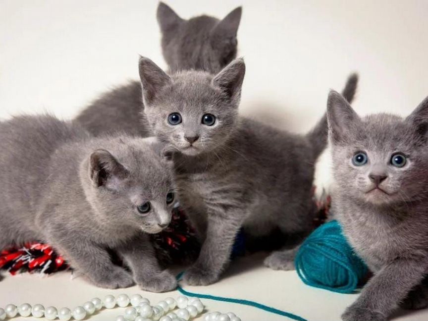 Котята русская голубая