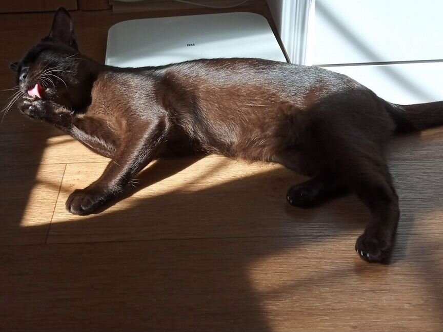 Бурманская