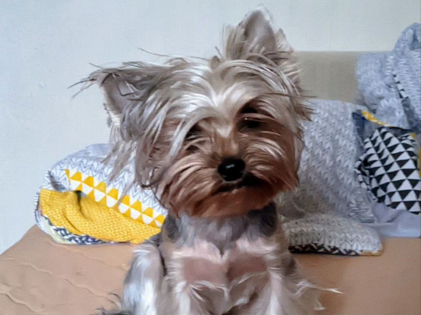 Йоркширский терьер мини беби фейс щенки