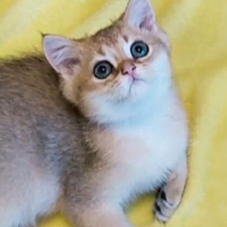 Малышок Квелли золотая шиншилла с родословной