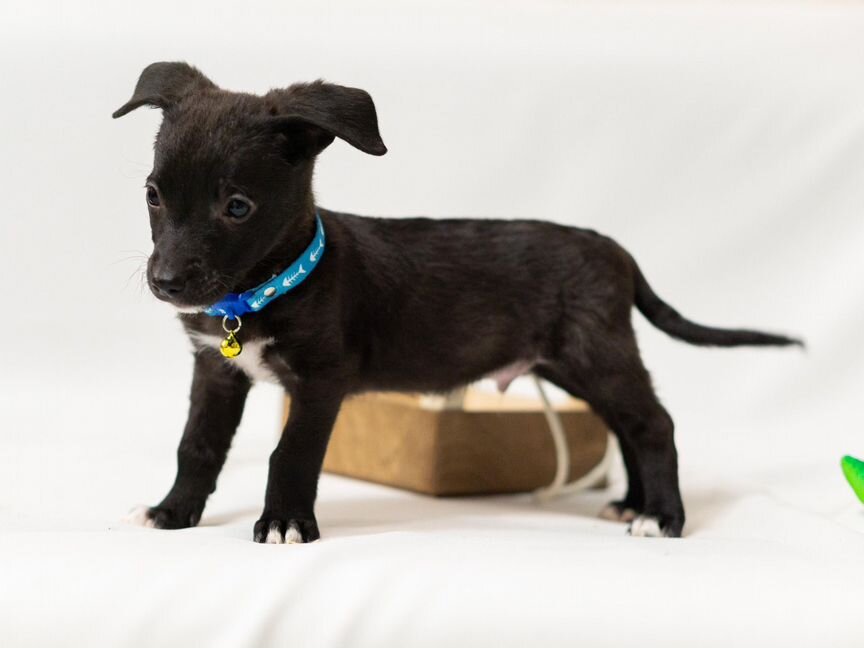 Коротколапик Гошка готов на серьезные отношения