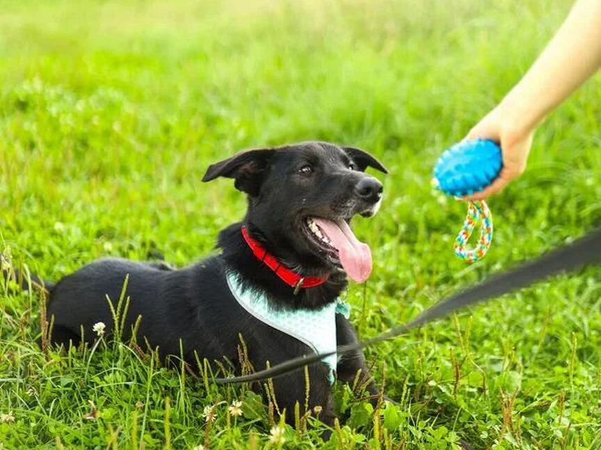 Мартин ищет самые добрые ручки, метис лабрадора