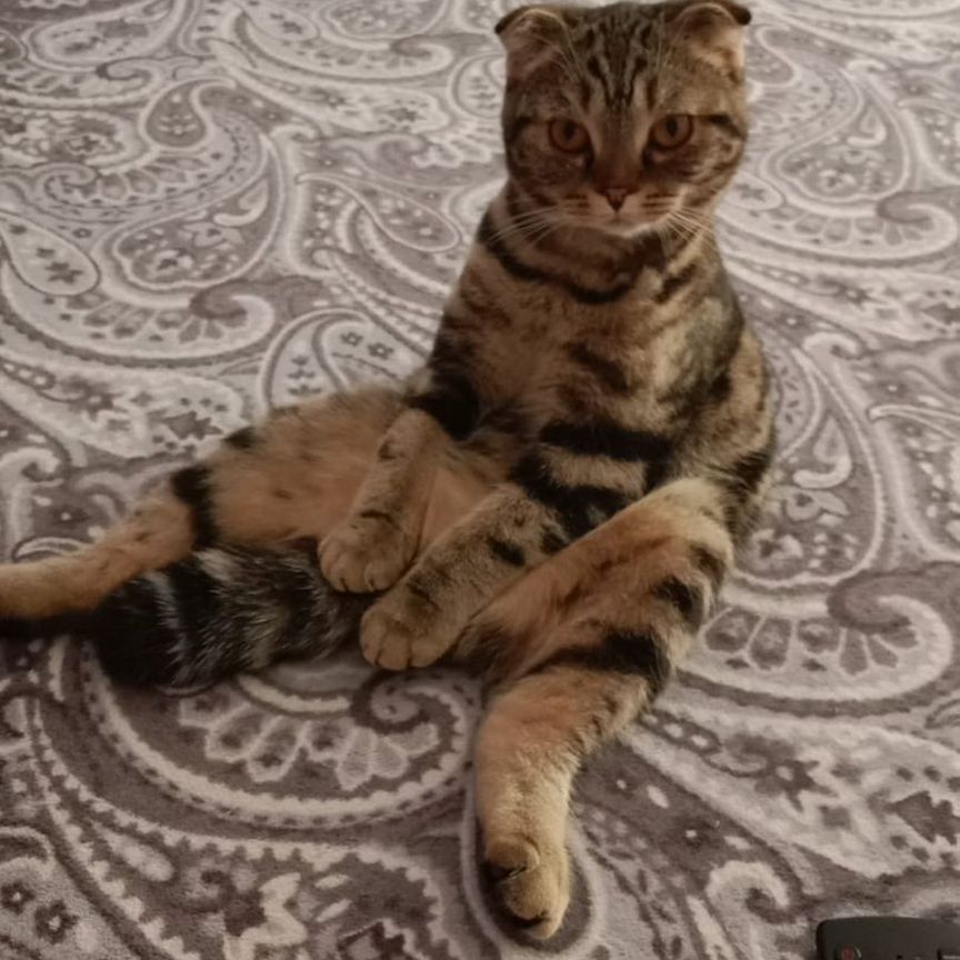 Шотландкая Девочка вислоухая