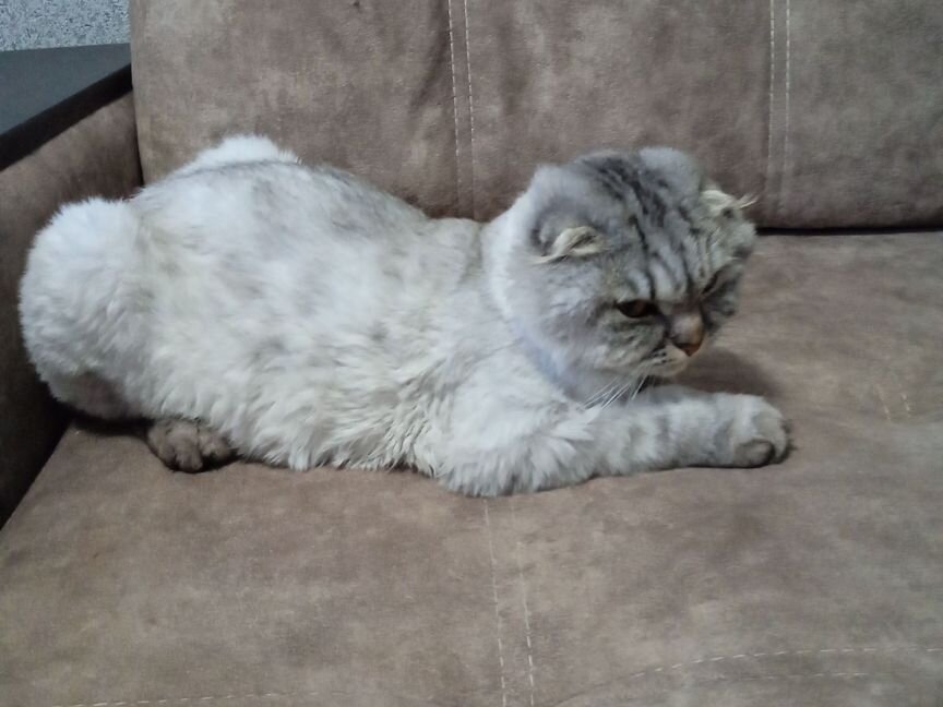 Кот