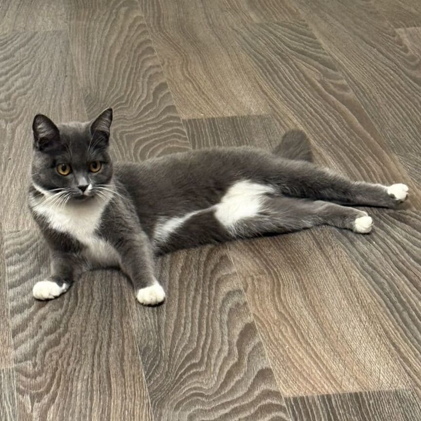 Взрослая кошка в добрые руки