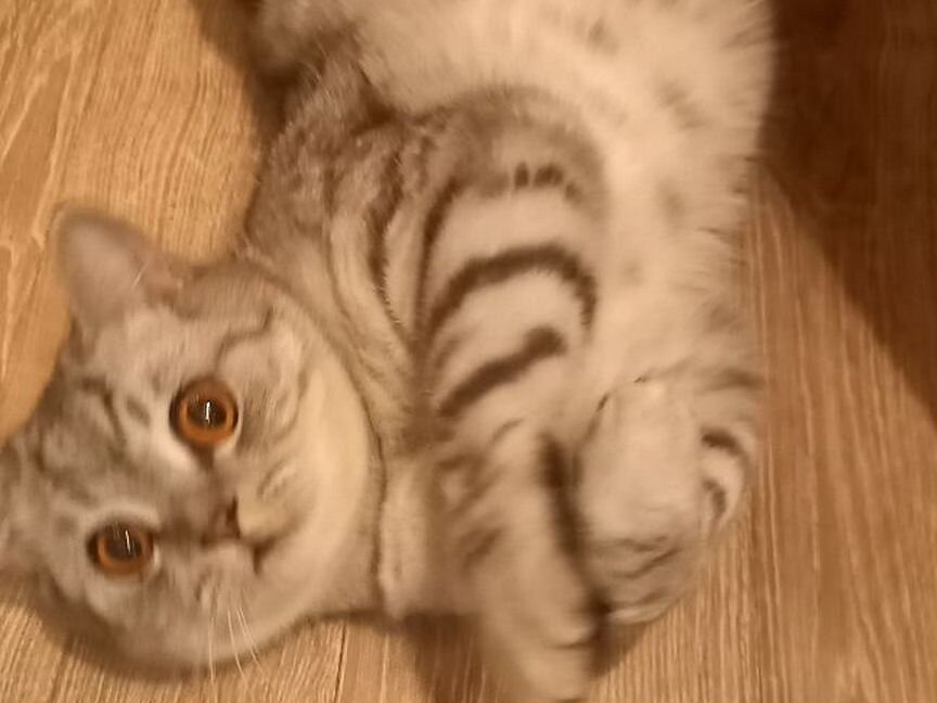 Британский прямоухий кот