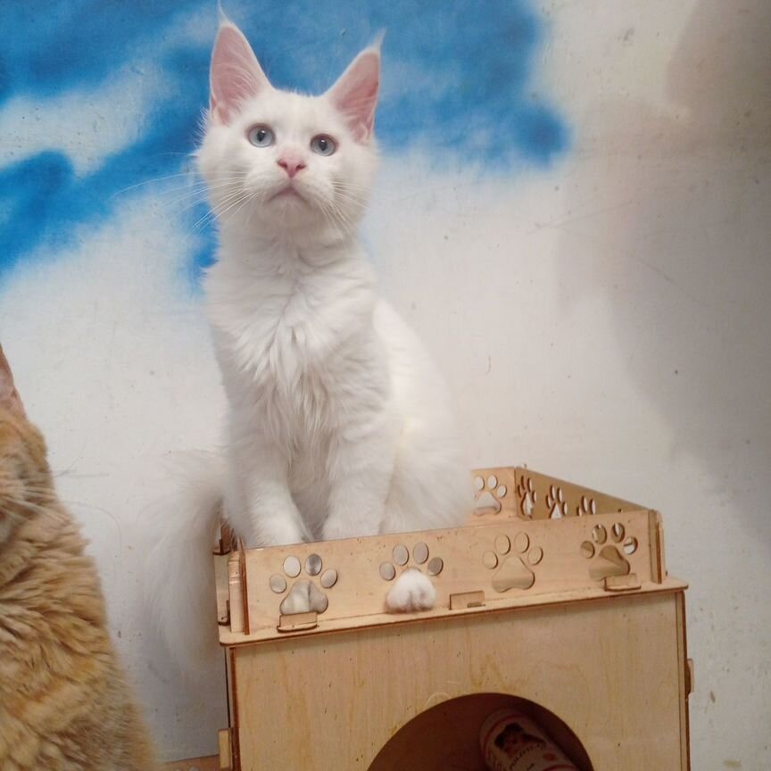 Голубоглазый парень