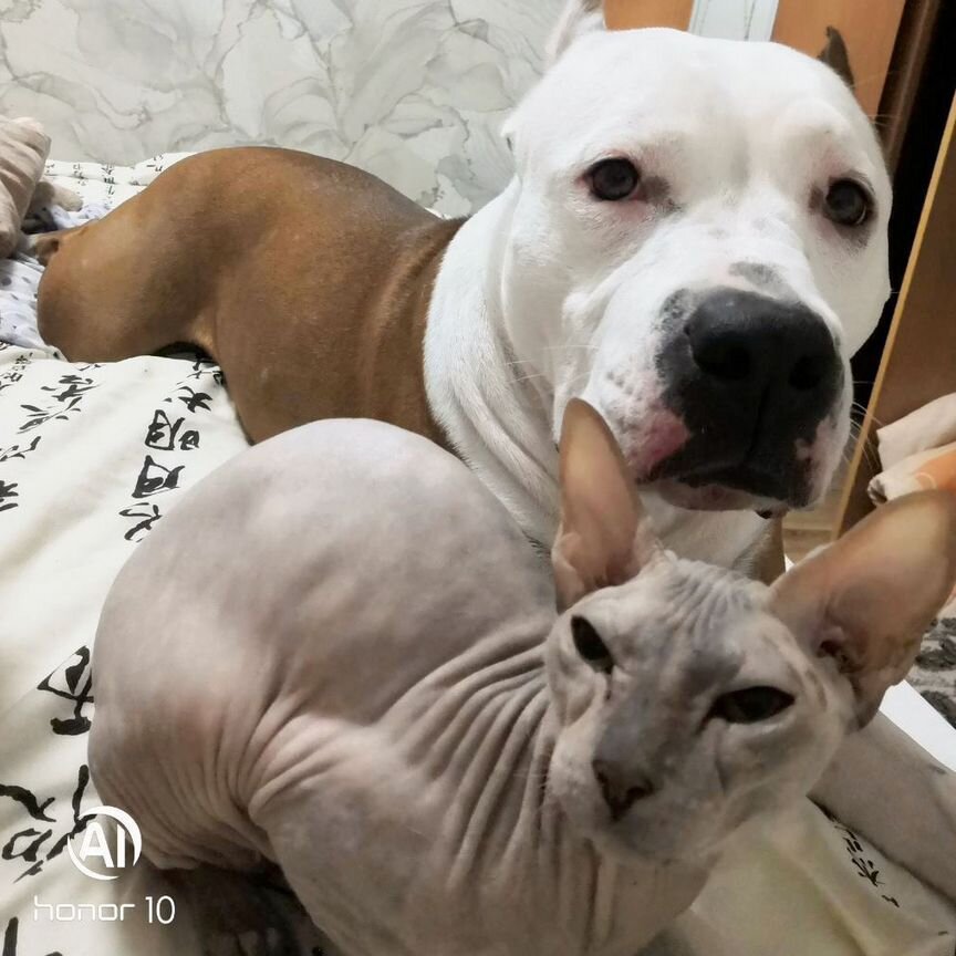 Девочка2года, отдам бесплатно в самые лучшие руки