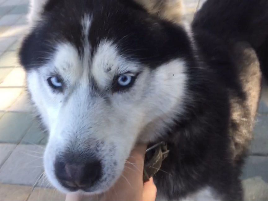 Найден кабель хаски