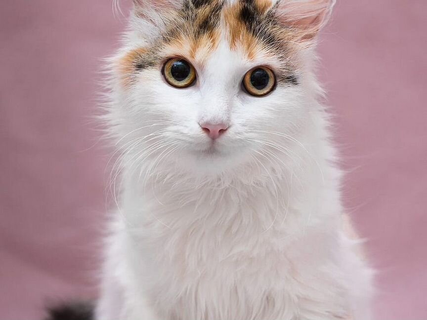 Красавица кошка Кама в поисках любящей семьи