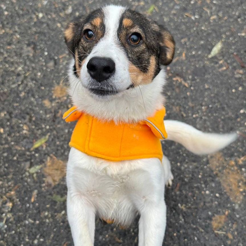 Взрослая собака в добрые руки