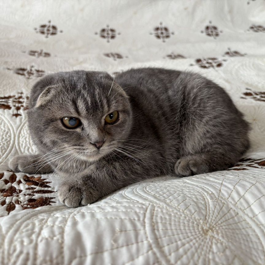 Кошки маленькие вислоухие