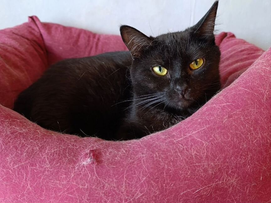 Кошка в добрые руки