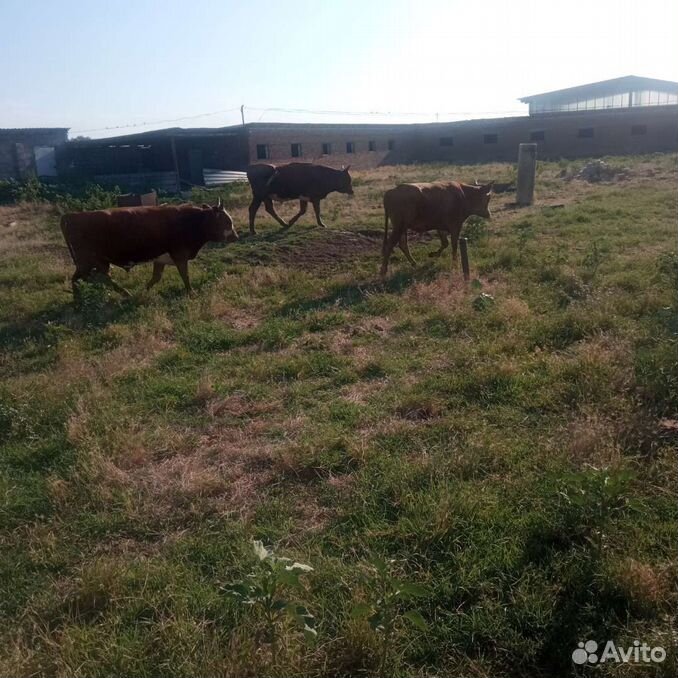 Бычки и быки 1 год