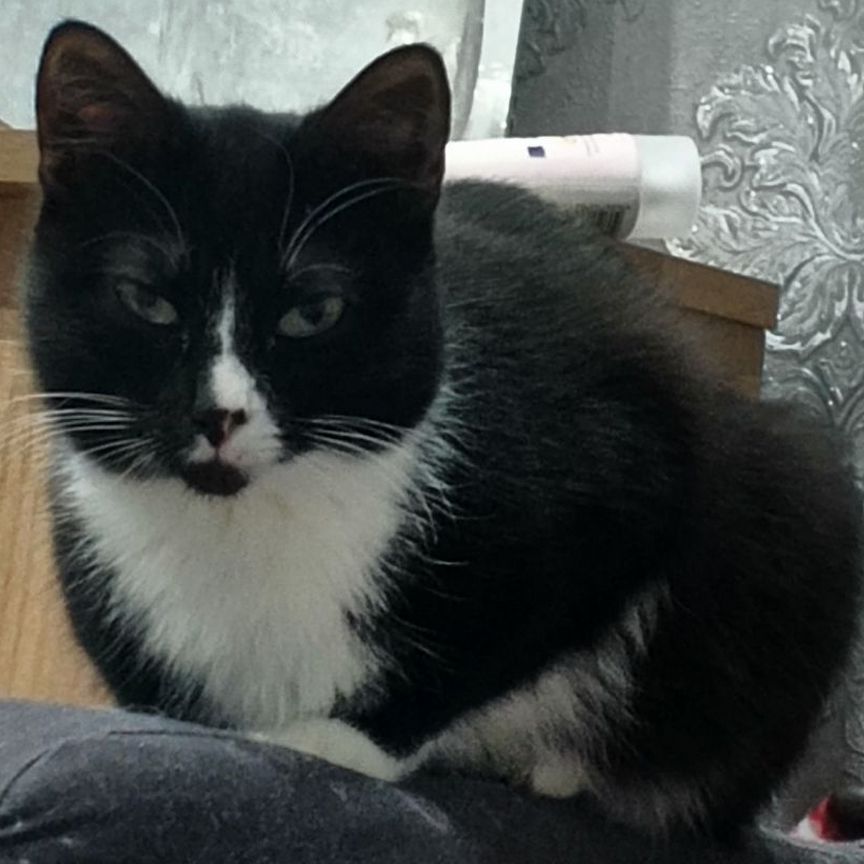 Взрослый кот в добрые руки