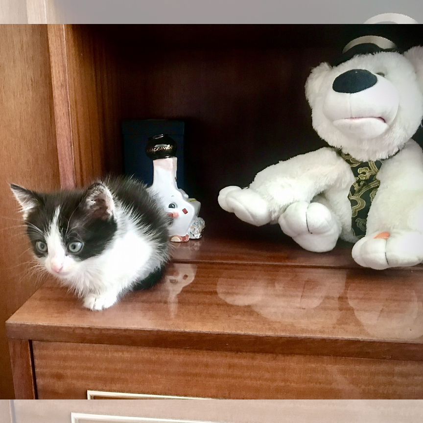 Отдам в добрые руки