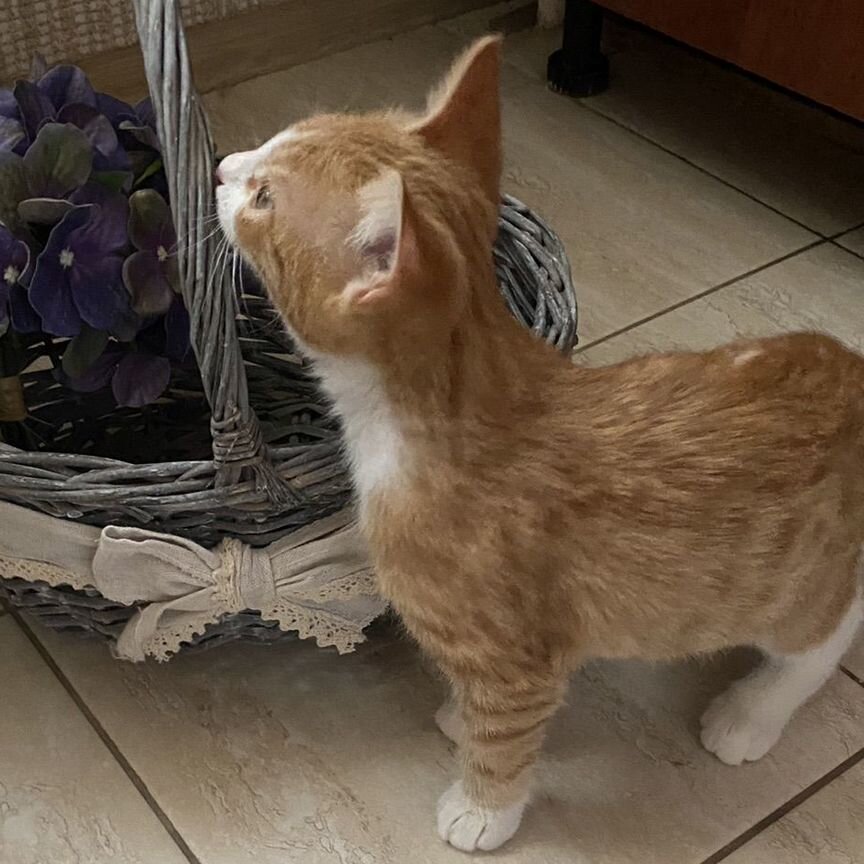 Котята в добрые руки приучены к лотку