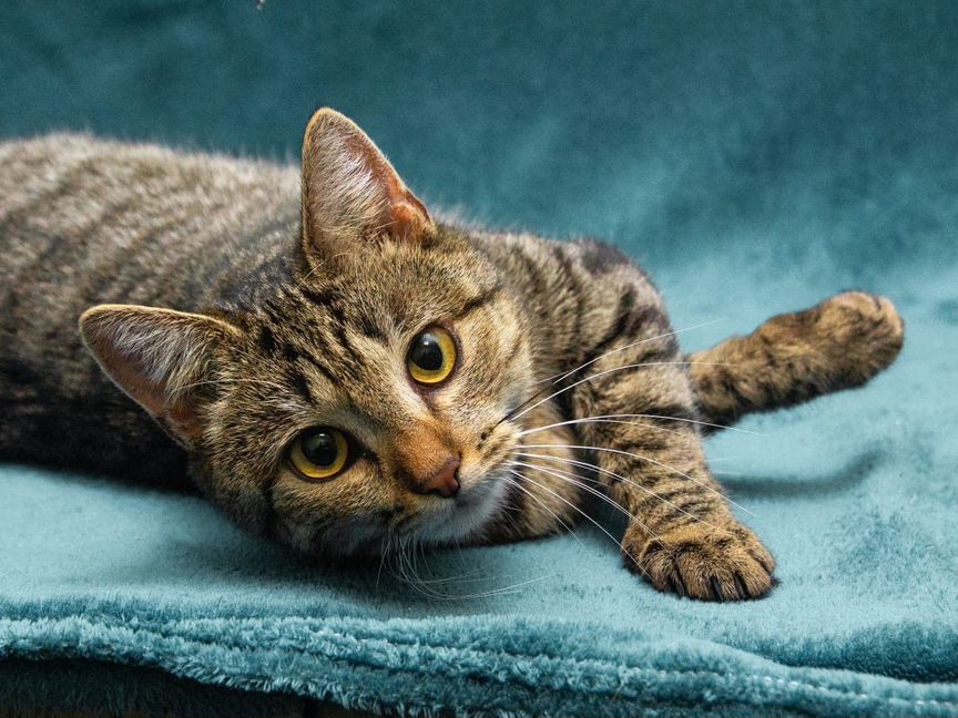 Кошка в дар