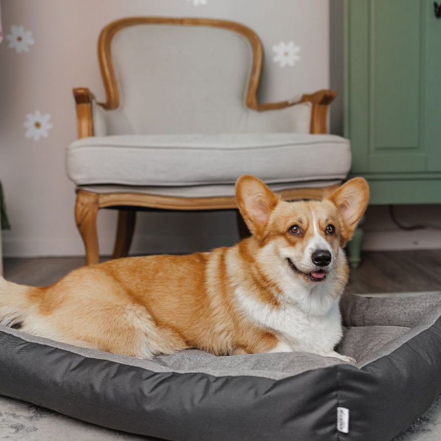 Вельш Корги Пемброк, взрослая собака