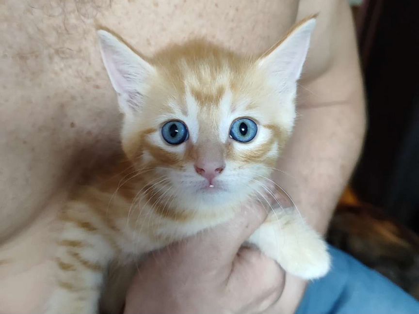 Кошка