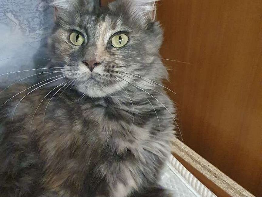 Кошка мейн-кун