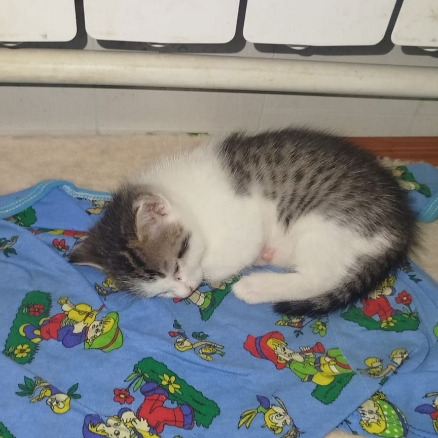 Ориентальный котёнок