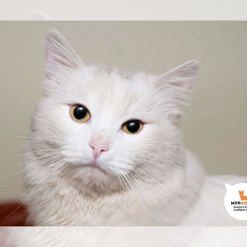 Европейский короткошёрстный, котёнок из приюта