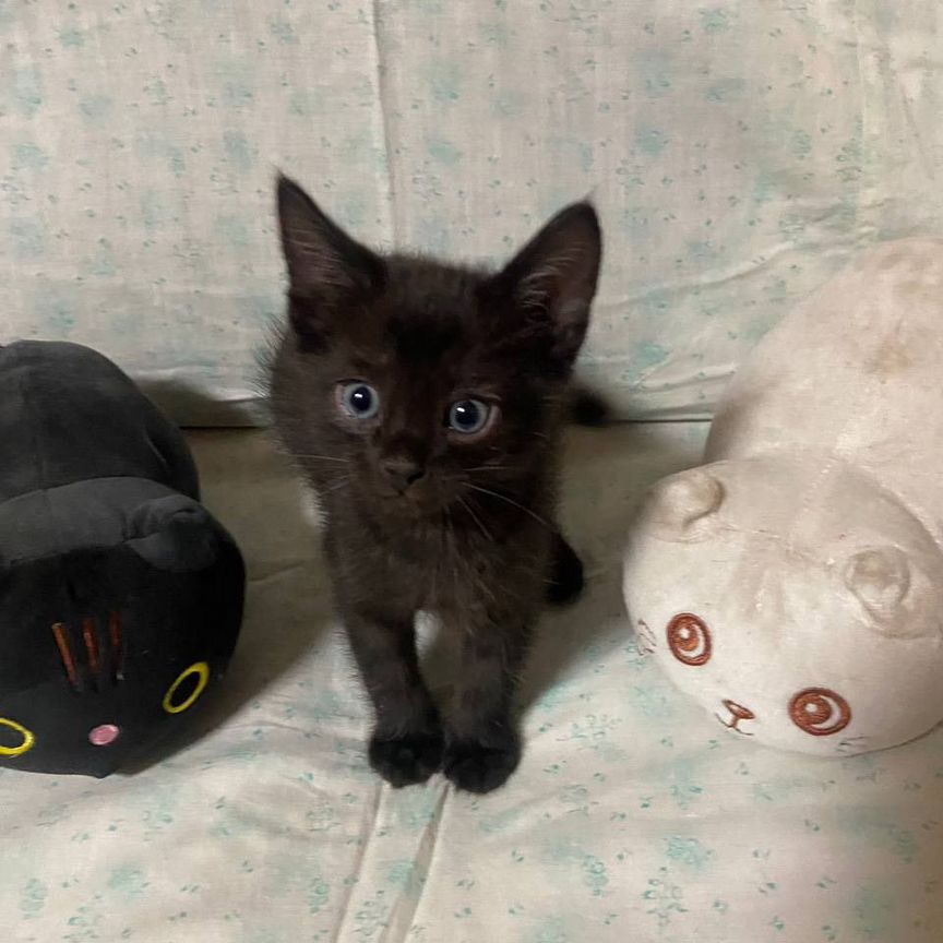 Катенёк 1,5 мес (мальчик)