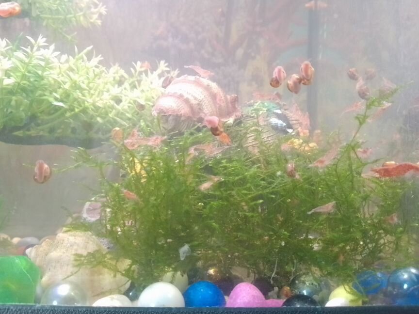 Аквариумные креветки, черри