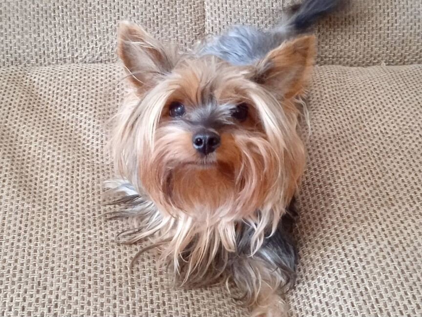 Вязка.Йорк2.3кг