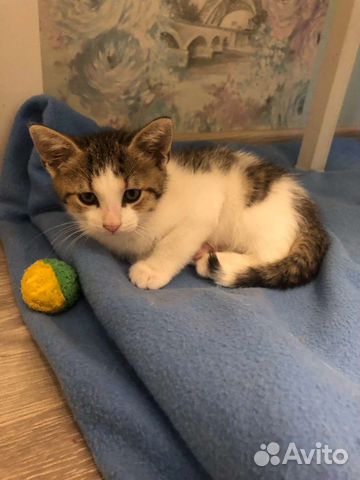 Котенок Перси в добрые руки