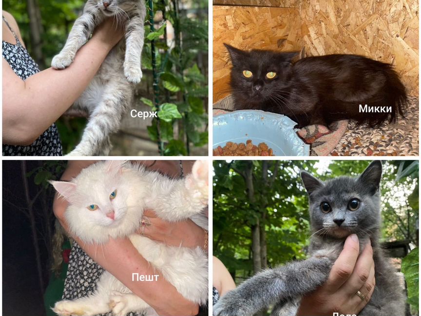 Кошка