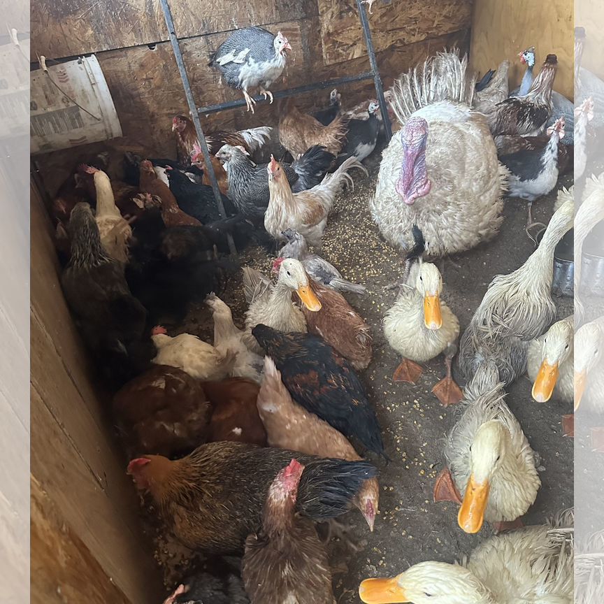 Куры молодки несушки