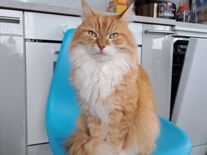 Кот рыжий домашний