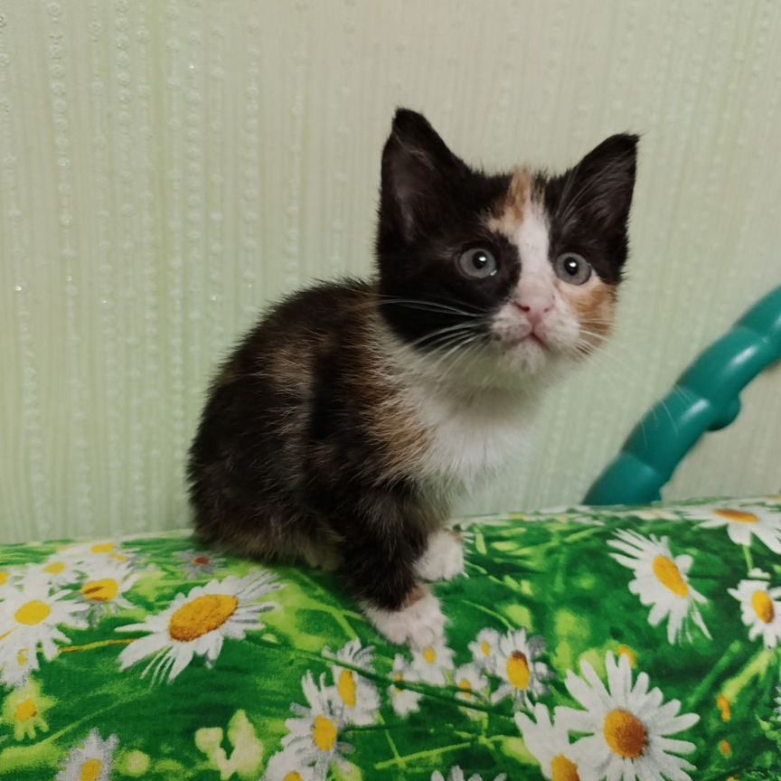 Котенок трехцветный
