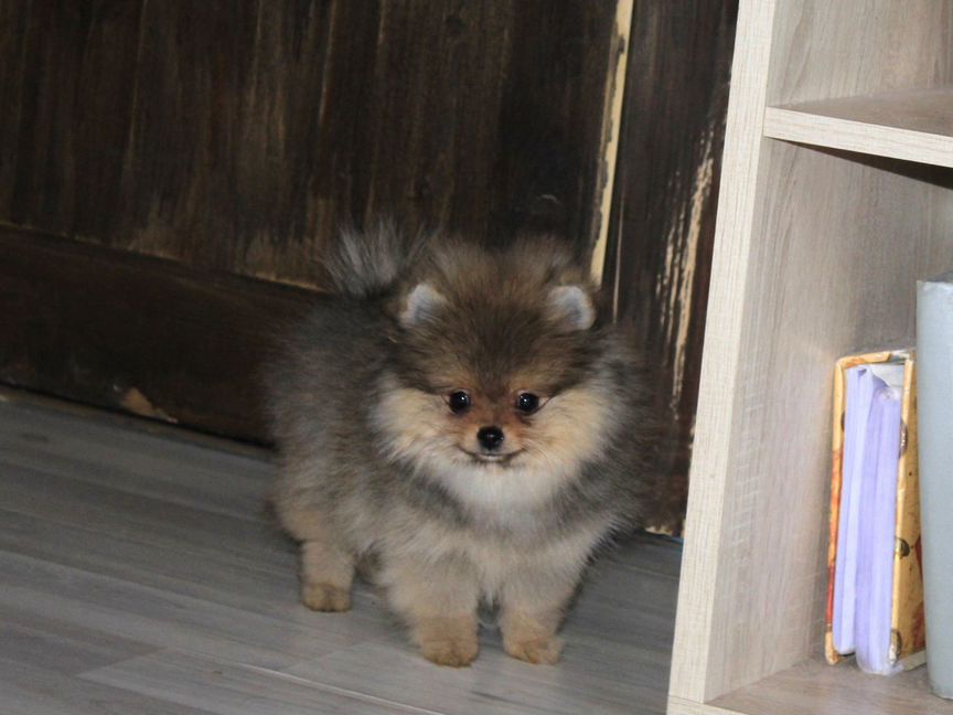 Продаются красивые щенки шпица