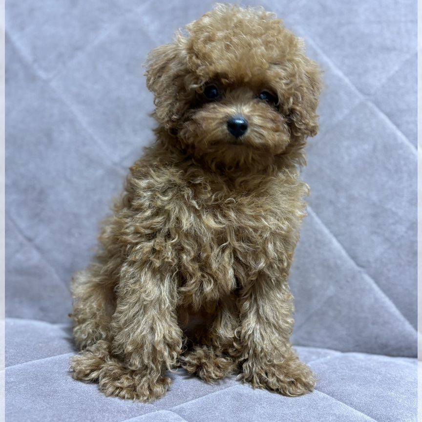 Пудель, щенок