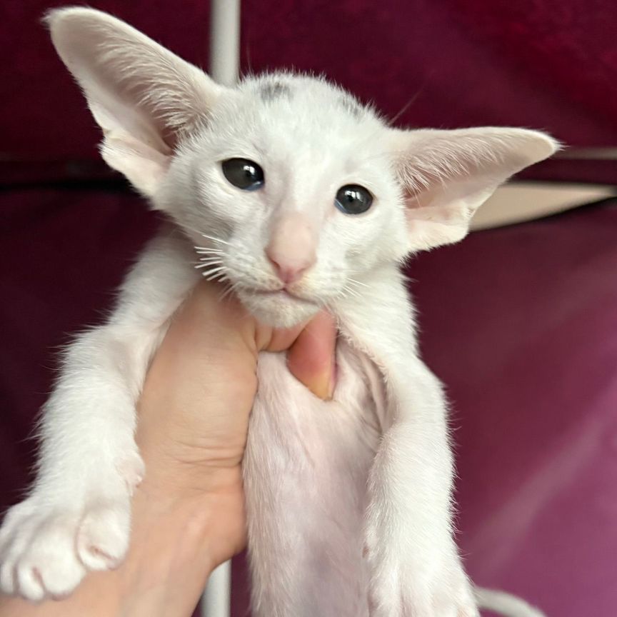 Ориентальные котята