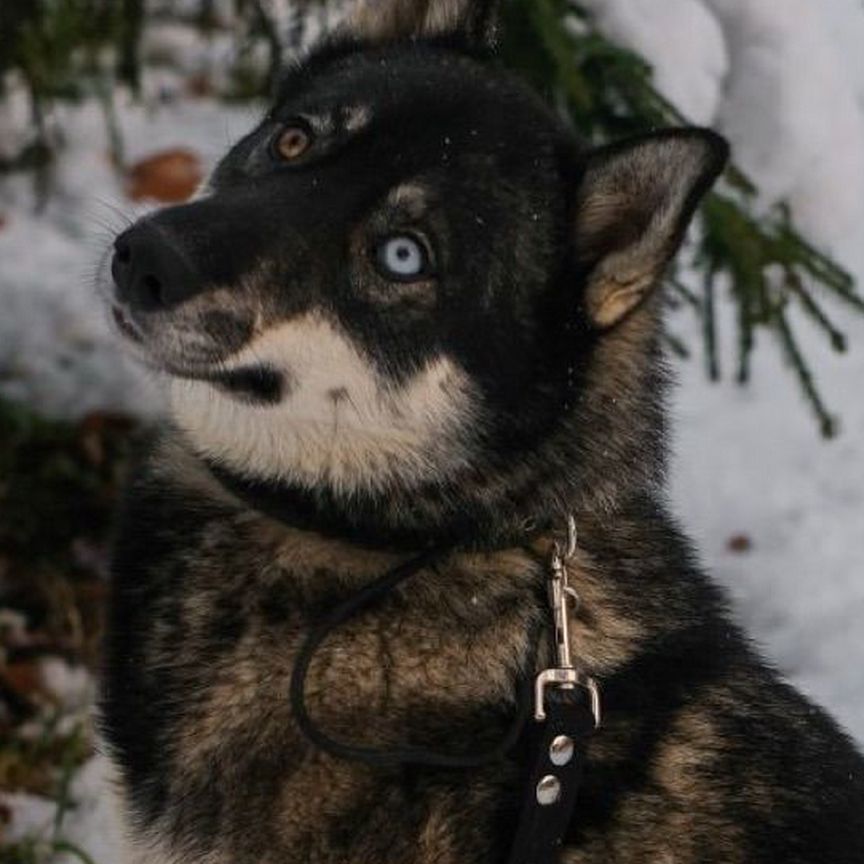 Взрослая собака в добрые руки