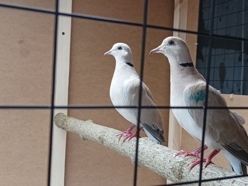 Смеющиеся горлицы (пара)