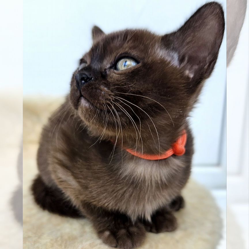 Европейский бурманский котёнок