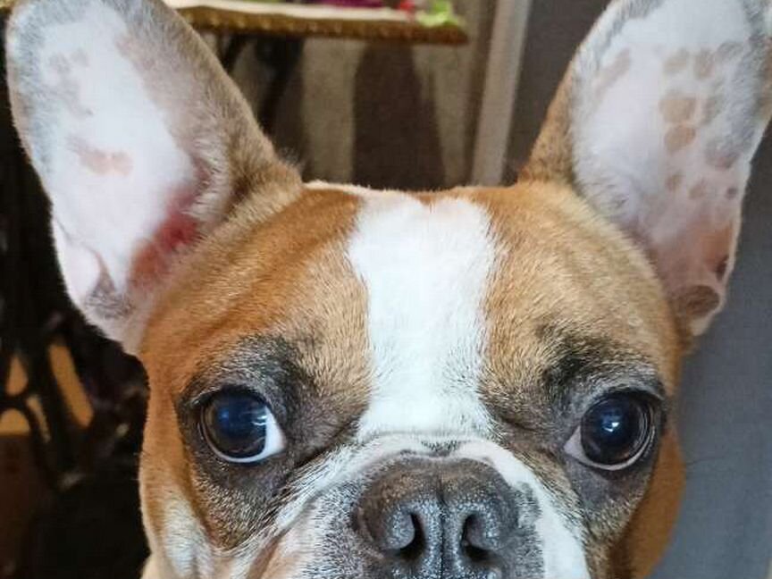 Французский бульдог кабель вязка