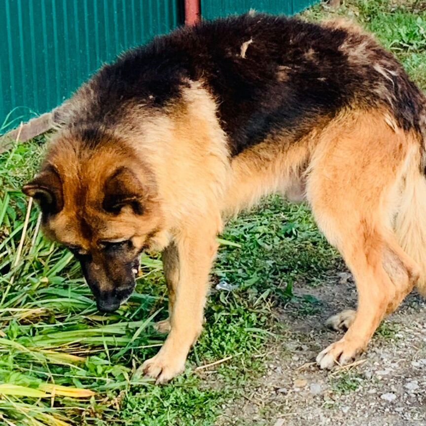 Немецкая овчарка найдена