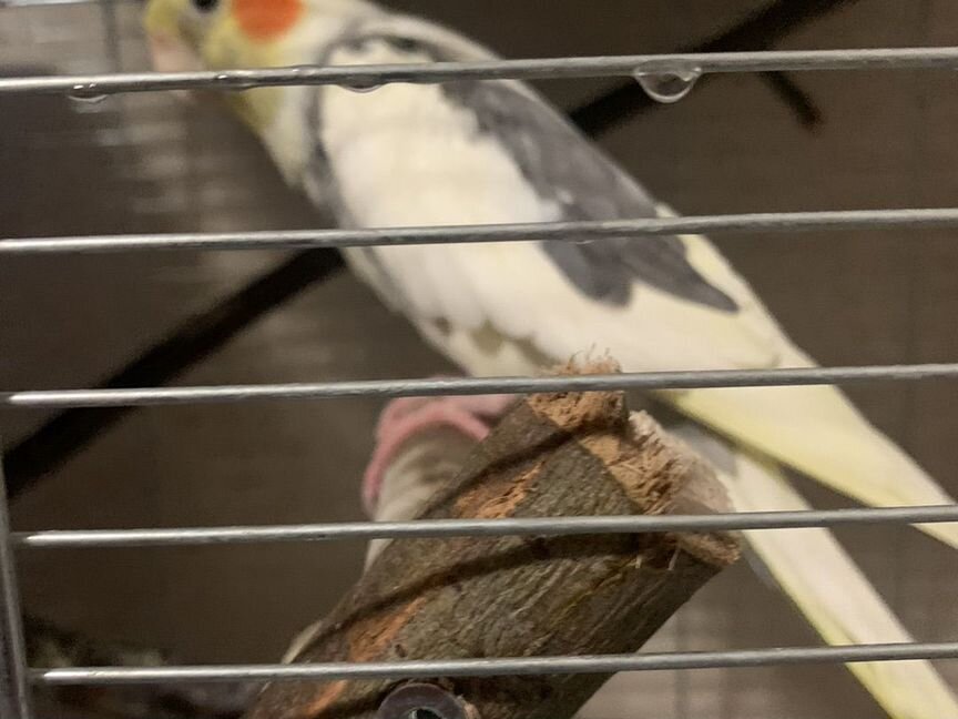 Продам молодых корелл с клеткой