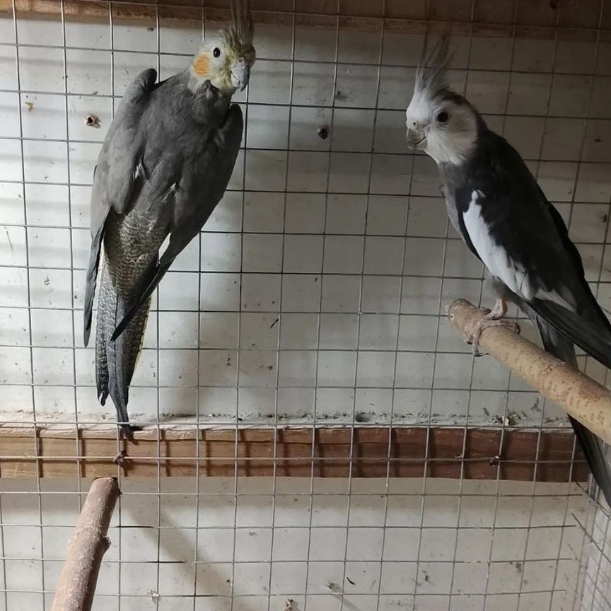 Попугай корелла