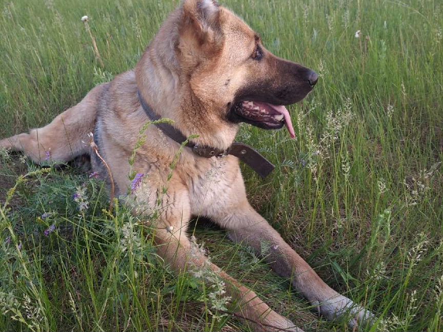 Овчарка в добрые руки