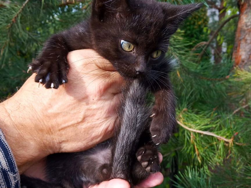 Котёнок Сильвер